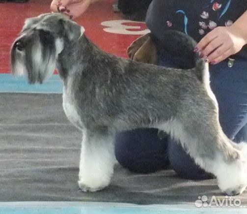 Вязка цвергшнауцер