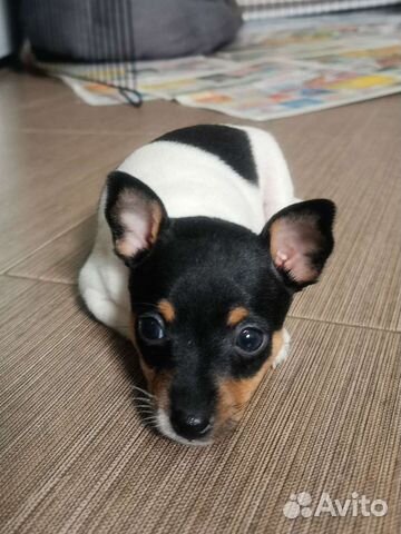 Той фокстерьер