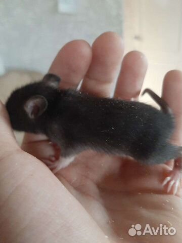 Сиамская крыса