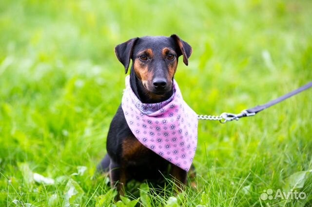 Ягдтерьер (сука)