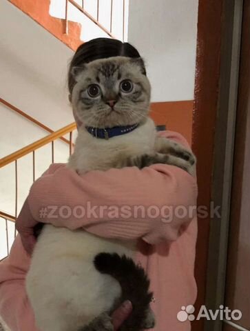 Кот метис шотландской вислоухой в дар