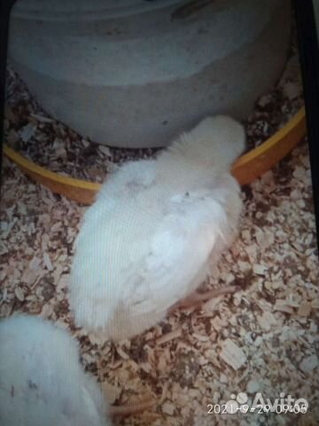 Цыплята бройлеры