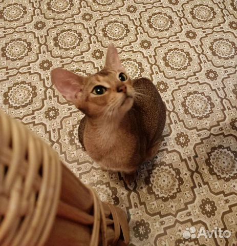 Абиссинская кошка