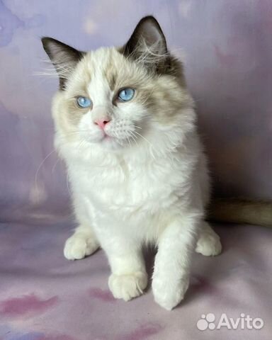 Рэгдолл мальчик в окрасе Сил Биколор