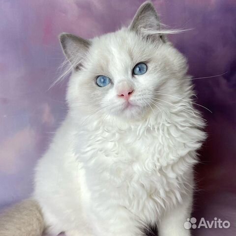 Рэгдолл мальчик в окрасе Блю Биколор