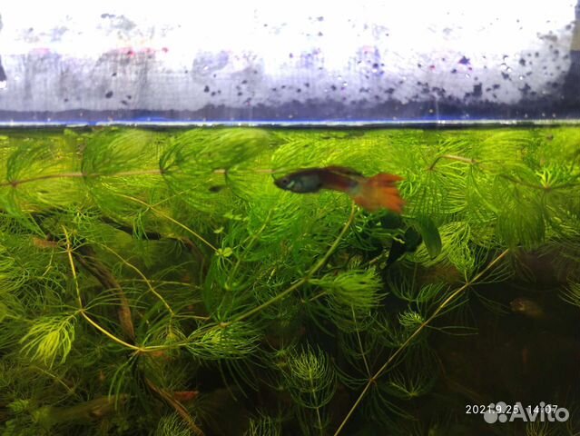 Гуппи бесплатно