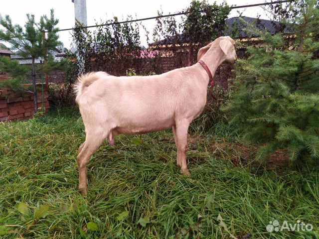 Двойная коза нубийская