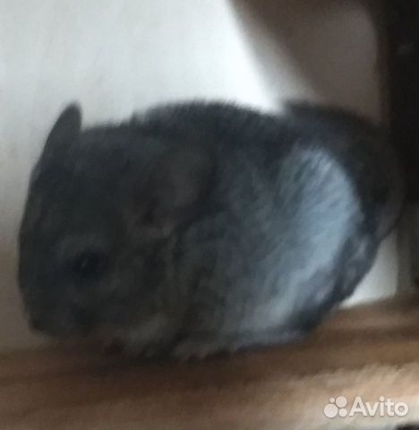 Шиншилленок девочка стандарт 2мес