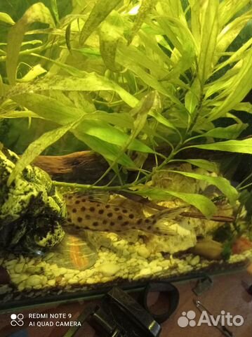 Таракатум- красавчик