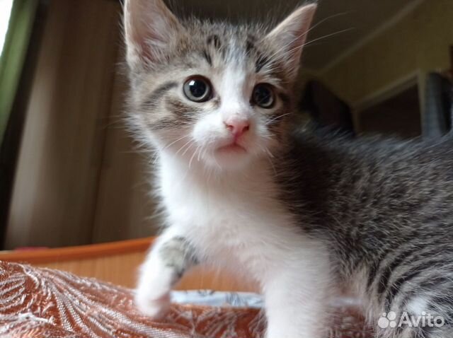 Белый полосатик. кошечка
