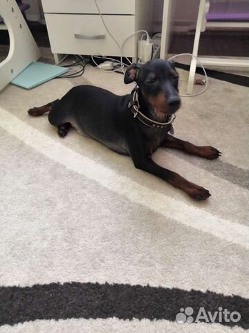 Миниатюрный пинчер