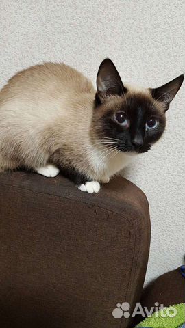 Сиамская кошка