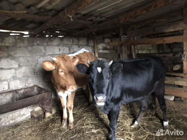 Корова телка