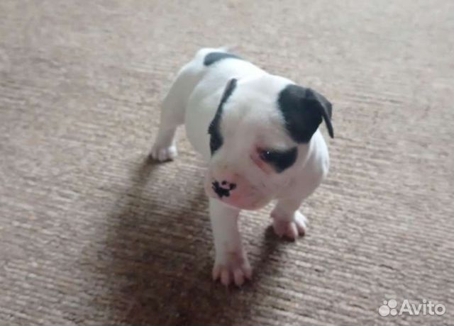 Щенок американского бульдога