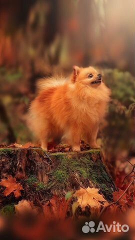 Малый немецкий шпиц вязка