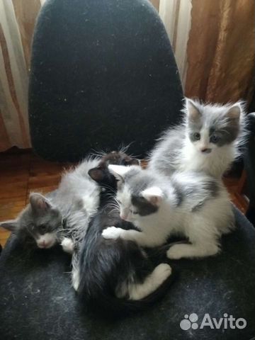 Котята сиамские, помесь