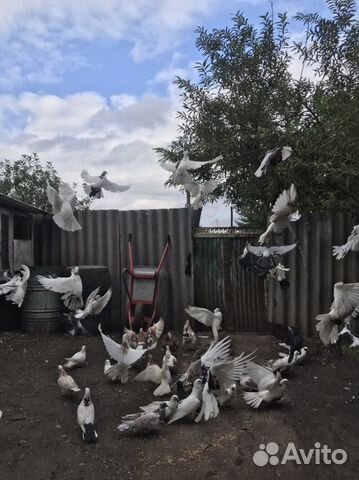 Продам бакинских голубей