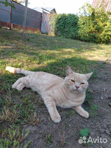 Шотландский кот на вязку