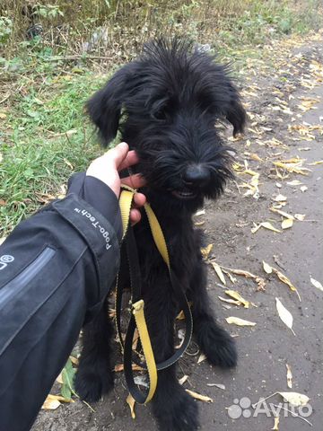 Щенки Ризеншнауцера