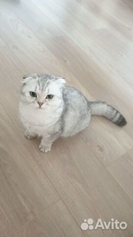 Кошечка ищет кота