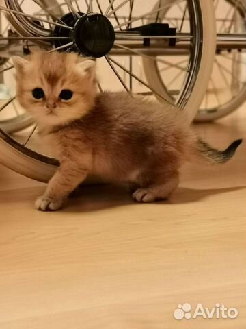 Кошки