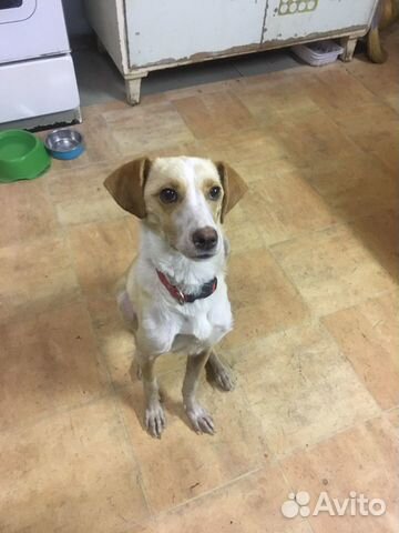 Собака девочка 1,5 годика