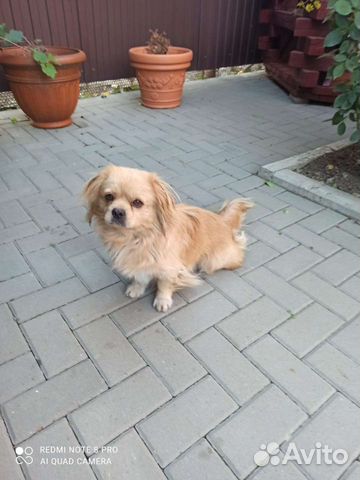 Японский хин