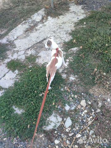 Девочка Стаффордширского терьера