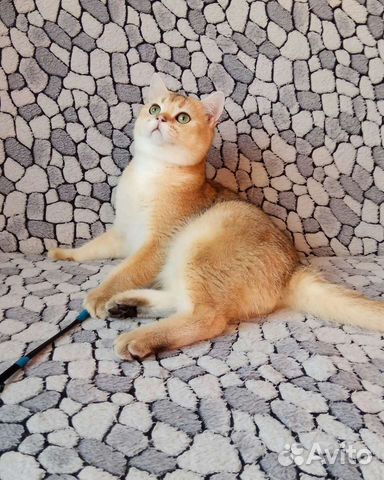 Золотой британский котик