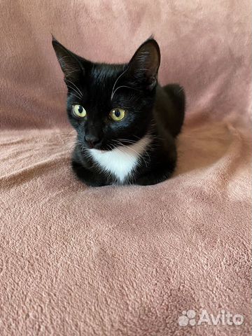 Котёнок Милка в добрые руки