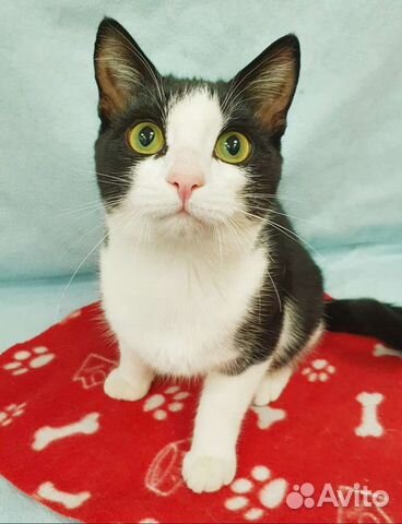 Кот Илюха отдам в добрые руки