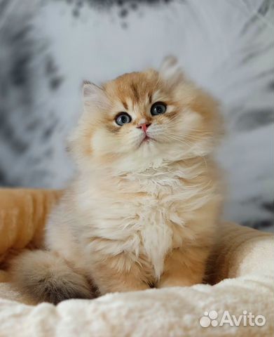 Британский золотой длинношерстный котик BLH ny11