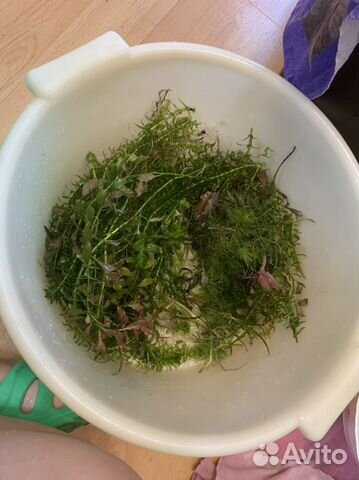 Аквариумные растения прополка