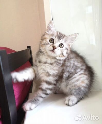 Серебряная кошка