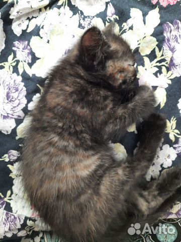 Пестрый котенок (девочка)