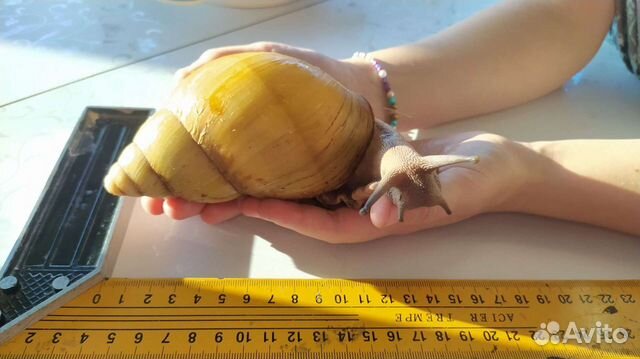 Улитки архахатины Маргината Иктерика