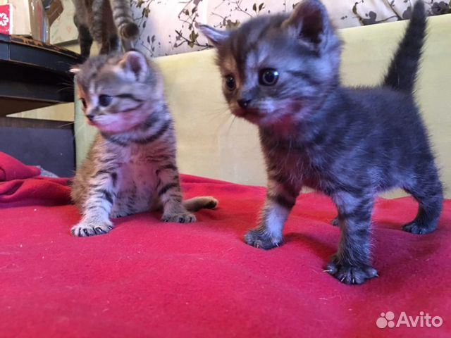 Красивые котята от породистой кошки