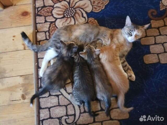 Котята лапочки красотульки