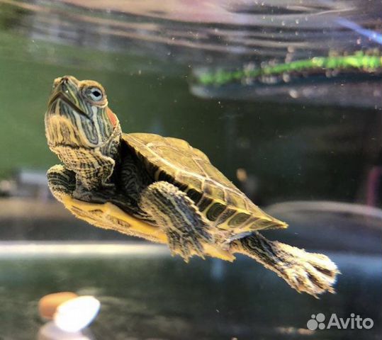 Черепашка маленькая