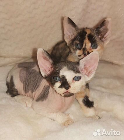 Котята девон-рекс