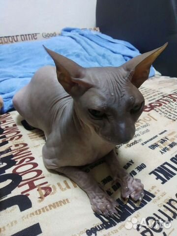 Кошка в дар