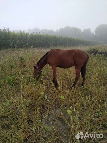Продажа лошадей жеребец