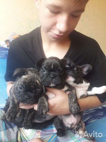 Французский бульдог щенки