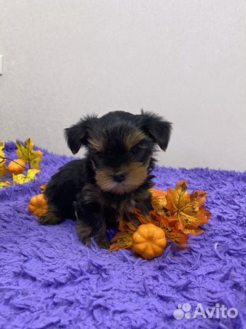 Йоркширский терьер