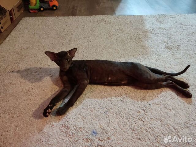 Ориентальный кот вязка