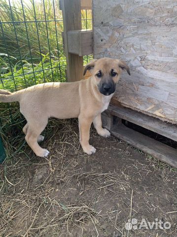 Чудесный щенок в добрые руки