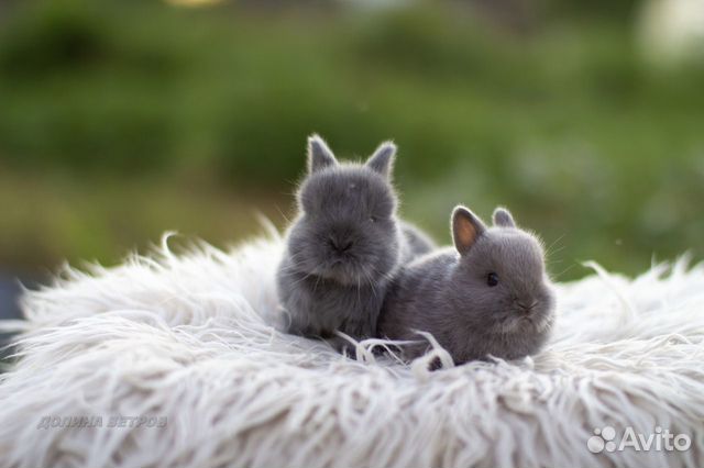 Самые миниатюрные крольчата миноры