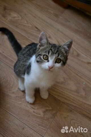 Ласковый котенок ищет дом