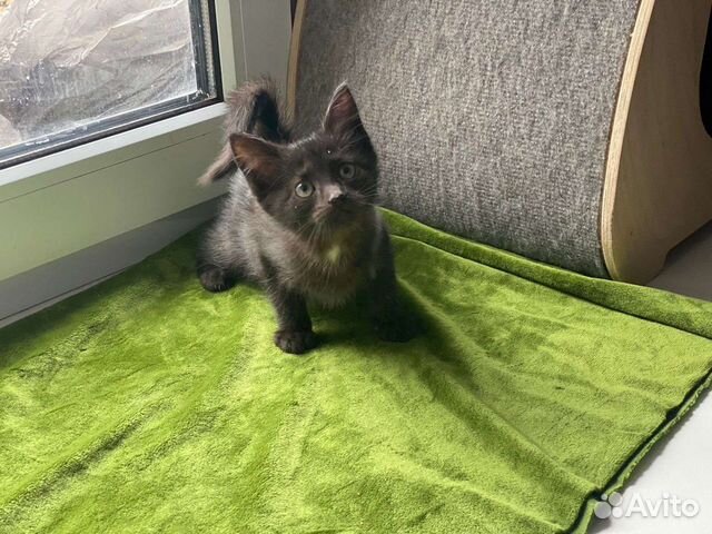 Котенок девочка ищет дом