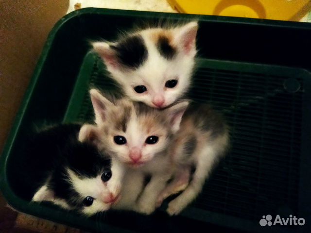 Дарим котят Ходят в лоток. Возможна доставка